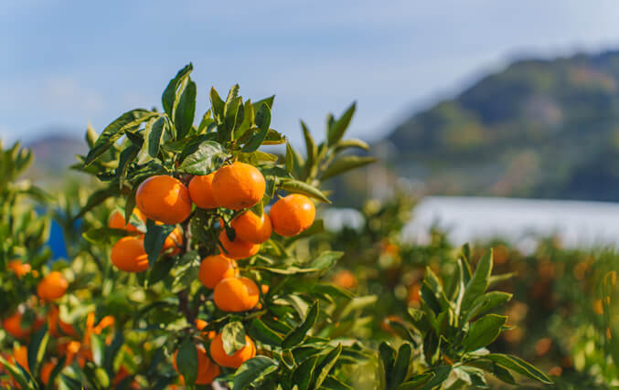 Arida mandarin oranges :: visit-arida